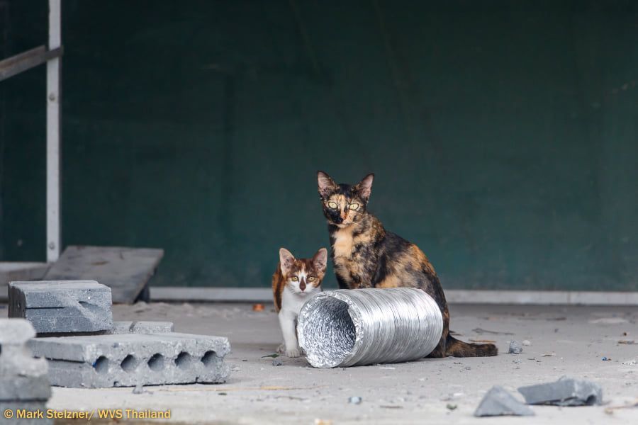 #15 — The importance of TNR