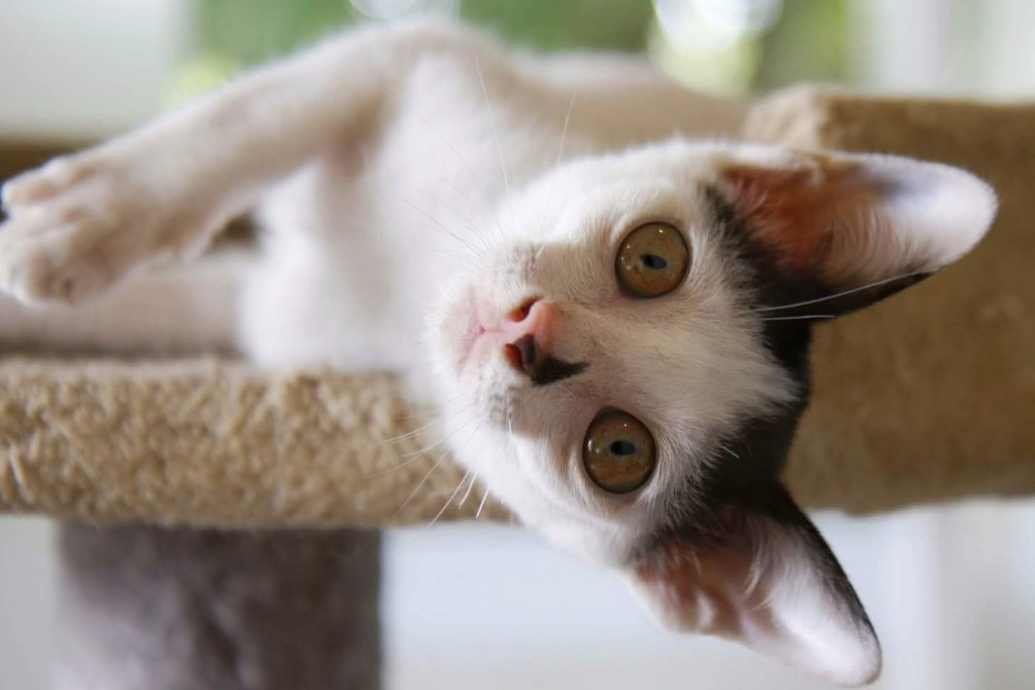 Adoptions