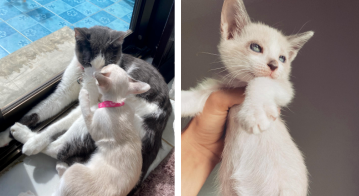 #2 Sept 2020: Ellie's feline eyelid agenesis