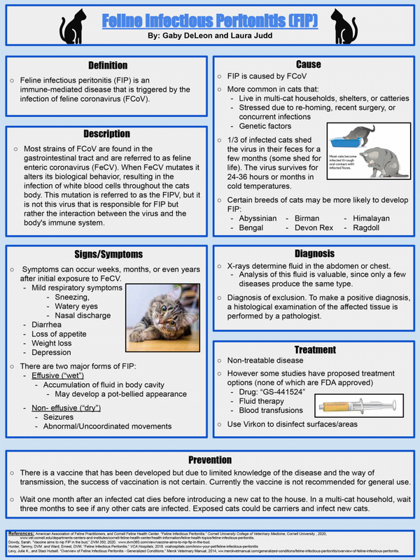 Feline Infectious Peritonitis (FIP) in Chiang Mai